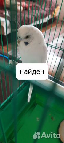 Волнистый попугай найден