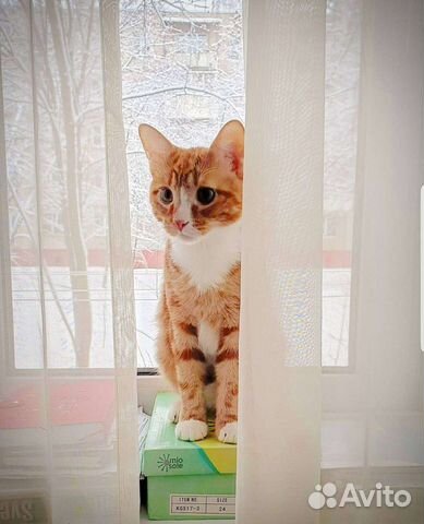 Кот в добрые руки