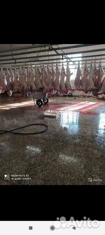 Овцы матки