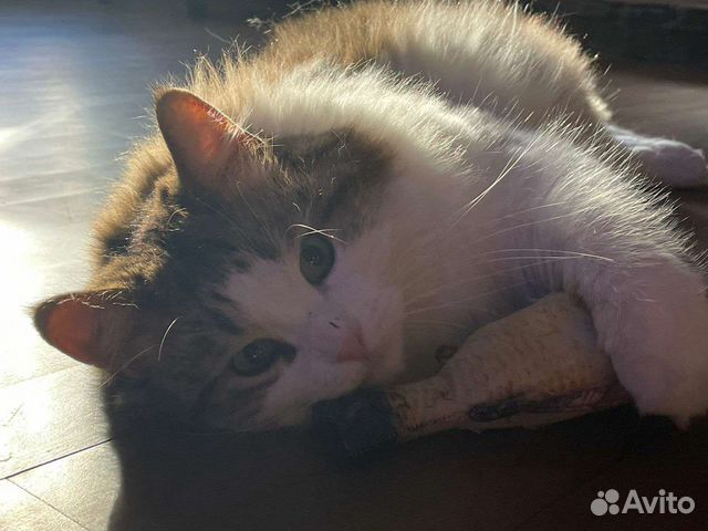 Котика выгнали из дома