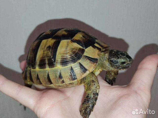 Черепаха сухопутная