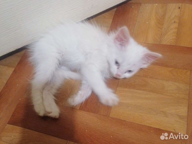 Белый пушистик