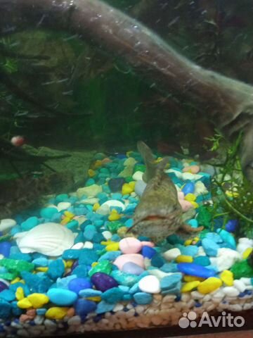 Рыба сом Таракатума