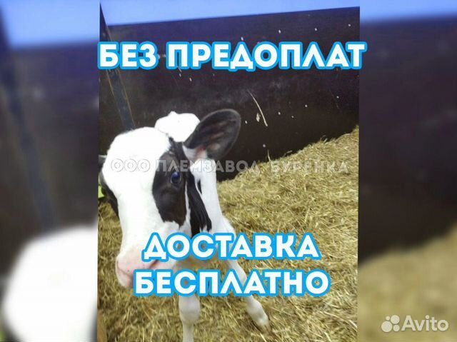 Телята бычки породистые молодые