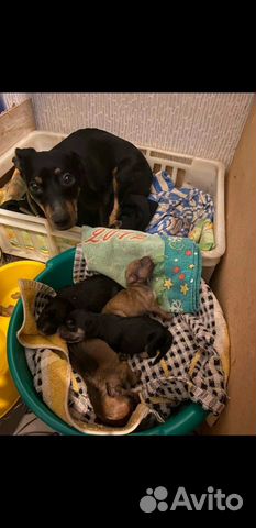 Цвергпинчер бесплатно