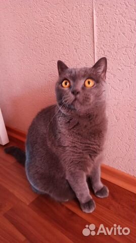 Британский кот (отдадим в добрые руки)