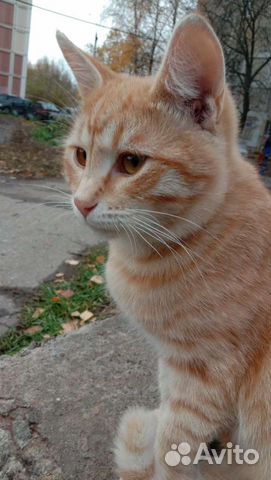 Котик