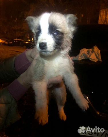 Щенок в добрые руки