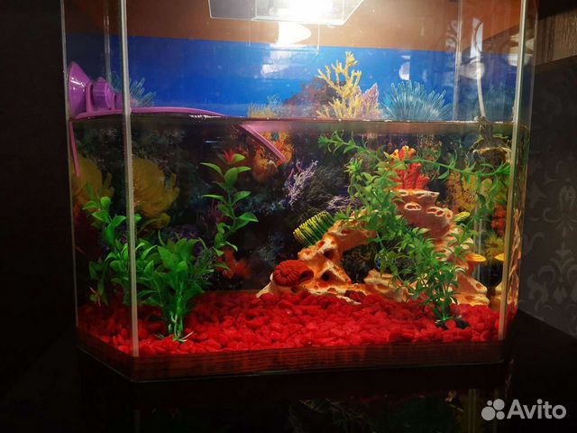 Красноухая черепаха с аквариумом