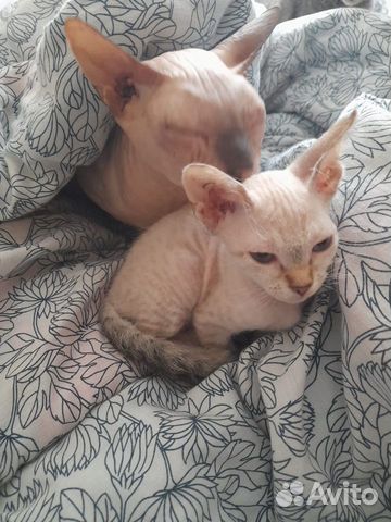 Кошки
