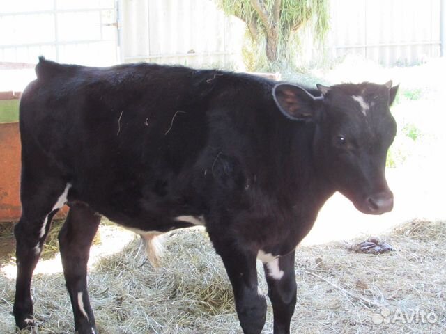 Бык на мясо