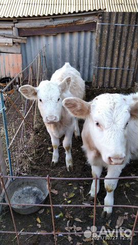 Телята симменталы