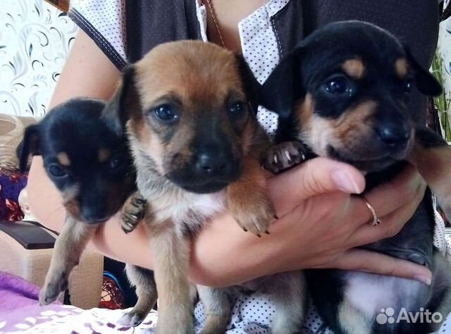 Продам щенков той терьер