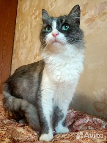 Красавица кошечка