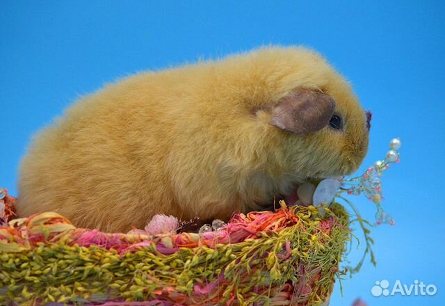 Малыш мальчик морской свинки американский тедди ка