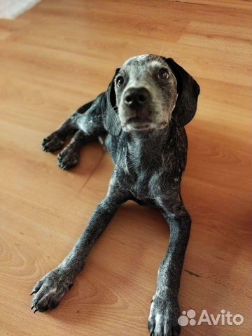 Долматинец