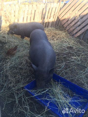 Вьетнамск вислобрюхий кряк