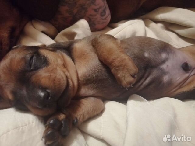 Собаки щенки