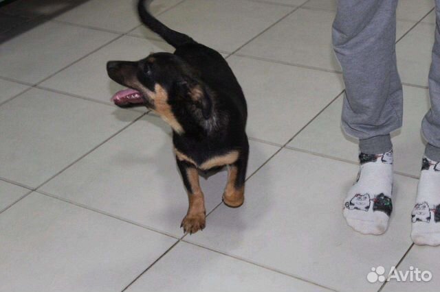 Мелкая Нюрка ищет дом