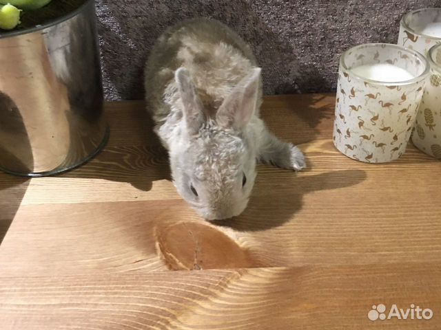 Карликовые кролики mini