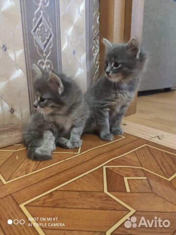 Котята в добрые руки бесплатно серые дымчатые