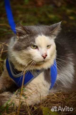 Кот в добрые руки