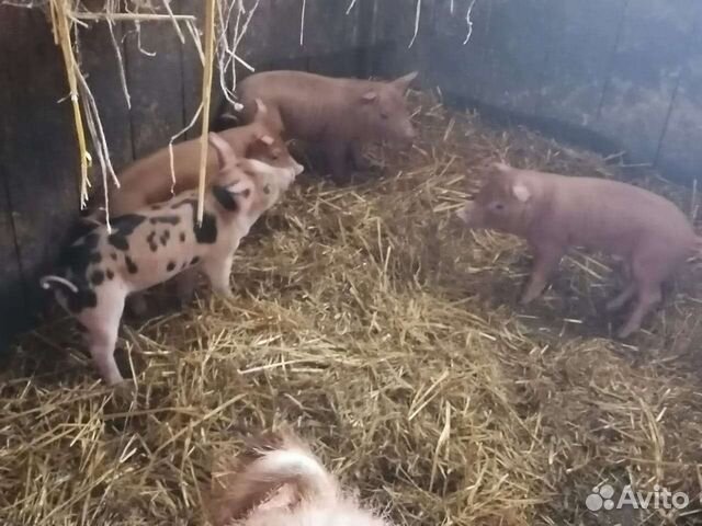 Поросенок ландрас скрещенный с дюроком