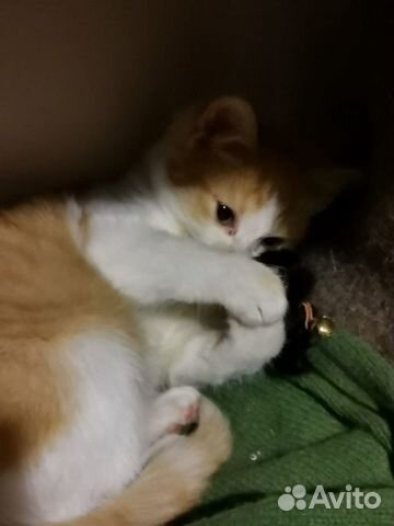 Рыжик котенок 2,5 мес