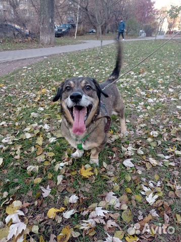 Домашний Мухтар в добрые руки