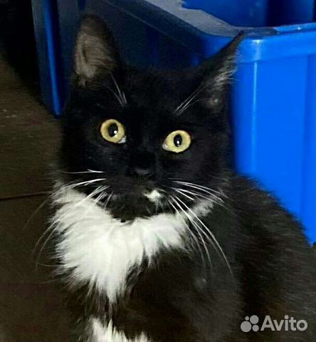 Мальчишка в добрые руки