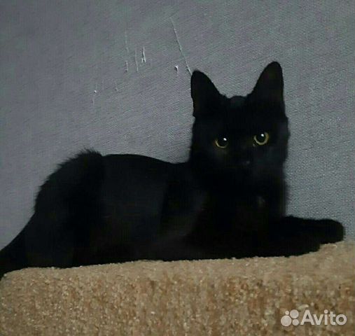 Шикарная девчонка ищет дом