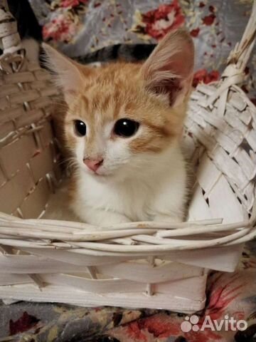 Котенок Кузя ищет дом