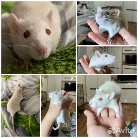 Декоративные крысята