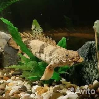 Полиптерус эндлихера