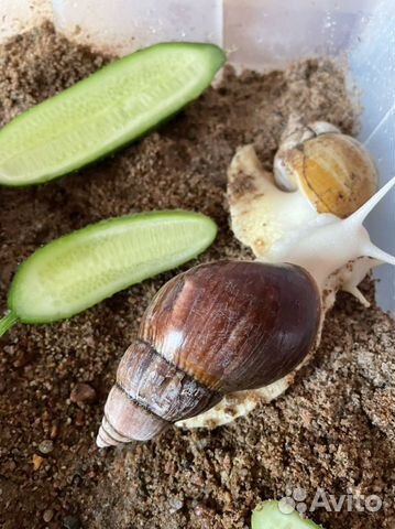 Домашние улитки