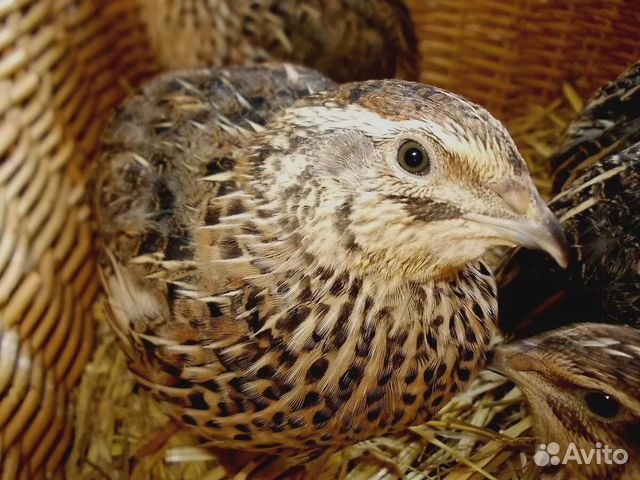 Несушка фараон