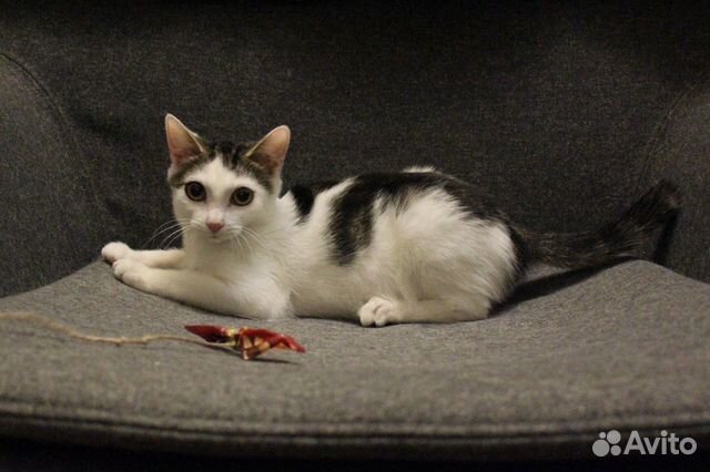 Котенок