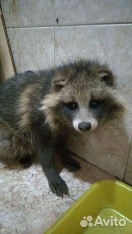 Енотовидная собака