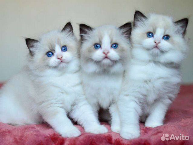 Рэгдольчики котятки