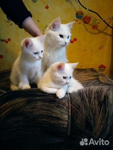 Котята турецкой ангоры