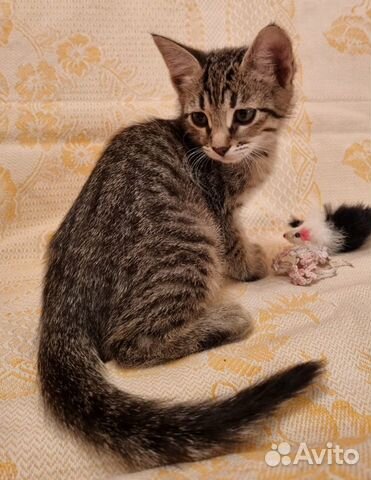 Котенок мальчик