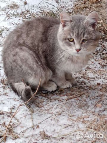 Котёнок на улице