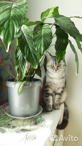 Кошка британская прямоухая