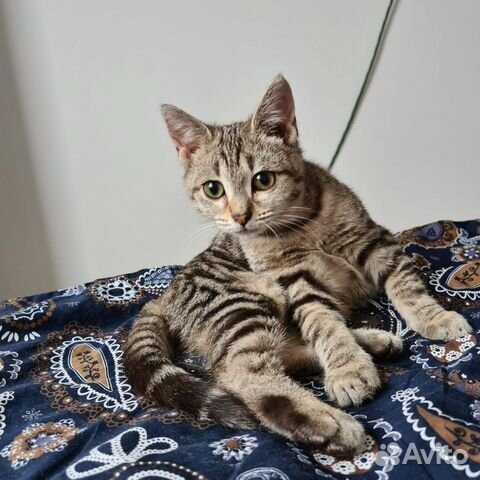 Красивый котенок мальчик в добрые руки