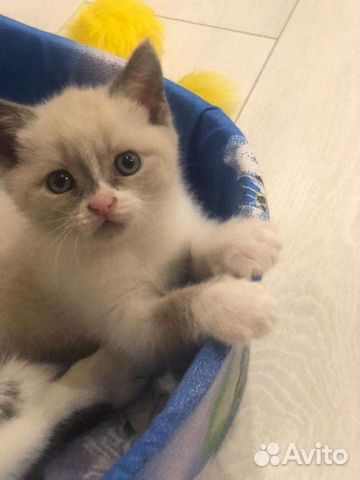 Пушистый комок