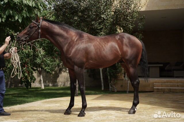 Чистокровный жеребец