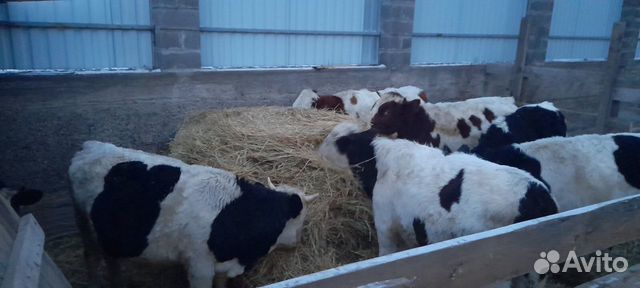 Бычки и телята