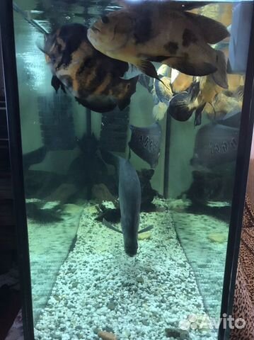 Аквариумные рыбки