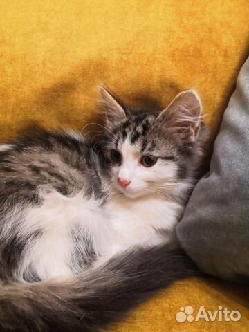 Котенок в добрые руки
