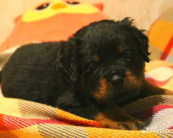 Щенки ротвейлера продажа